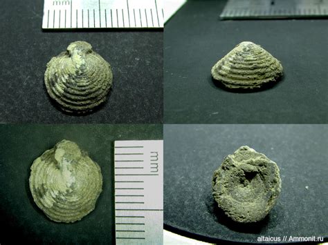 Palaeacmaea Силур Западного Алтая