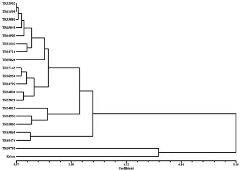 Upgma Dendrogram Of Common Bean Genotypes Based On Reducing Sugars