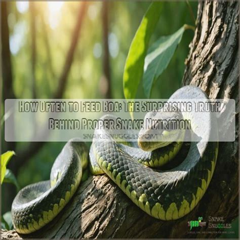 boa constrictor vs python 10 key differences you need to know 2024