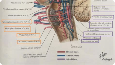 10b Cranial Nerves IX X XI XII Flashcards Quizlet