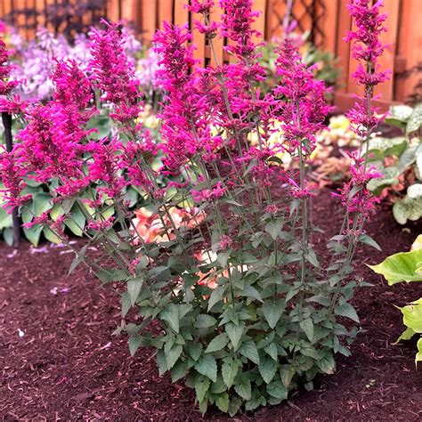 Agastache Morello Hummingbird Mint Sugar Creek Gardens Sugar Creek