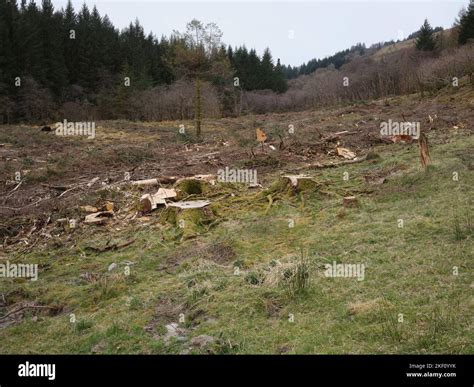 An Area Of Strachur Forest Showing Tree Stumps After The Timber Has