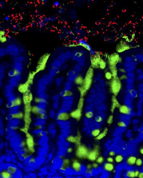 Mouse Small Intestine Image Eurekalert Science News Releases