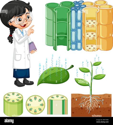 Plant Structure With Student Girl Illustration Stock Vector Image And Art