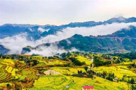 巴东牛洞坪油菜花海上榜2023湖北特色油菜花海名单 农业 活动 农村