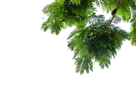 Tree Branch PNGs For Free Download