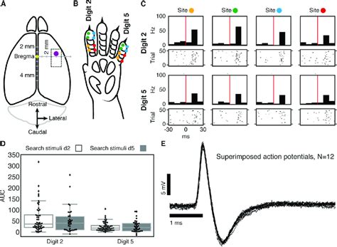 Experimental Setup And Examples Download Scientific Diagram