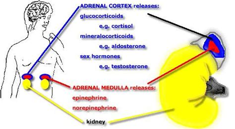 What Hormone Does The Adrenal Cortex Gland Secrete At Crystal Flannery Blog