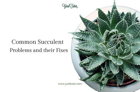 16 Common Succulent Problems And Their Fixes