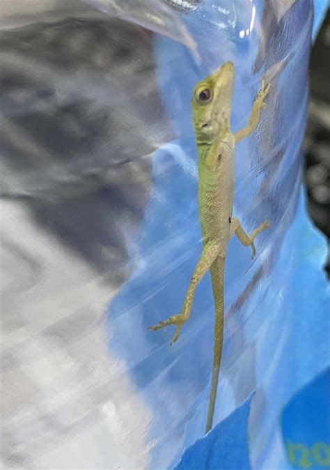 Identification R Lizards