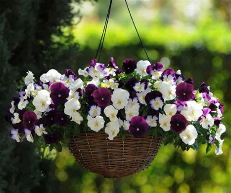 X Berries N Cream Trailing Viola