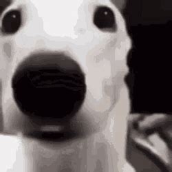 Scared Dog S Download And Share