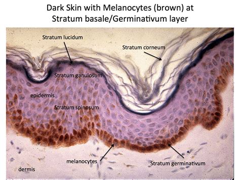 Epidermis Structure Cell And Layers Of A Human Skin
