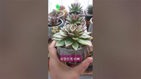 창다육이 이름 알고파 다육이 Shorts 피멍 Youtube