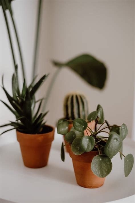 Pilea Peperomioides 가정 원예 공장 전시 관엽식물 종류 녹색 생활 방식 녹지 다육식물 미니멀리스트