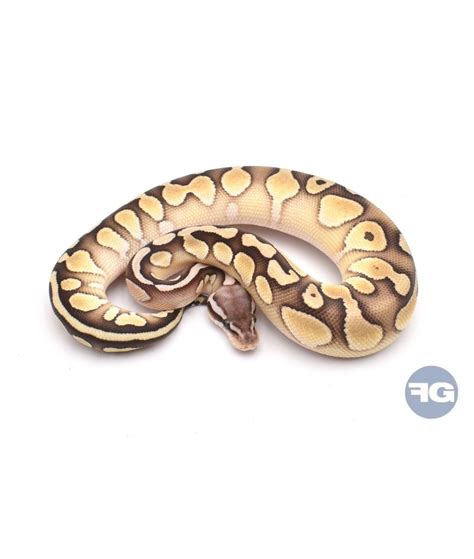 Lesser Pastel Poss Mahogany Male Ball Python By Fg Reptiles Morphmarket