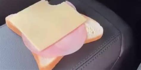 샌드위치를 훔쳐먹은 멍멍이 Mp4 루리웹 유머