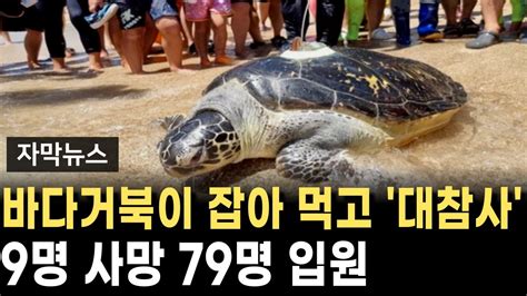 탄자니아에서 거북이 고기 먹고 뉴스 자막뉴스 바다거북 바다거북이 식중독 사망 Youtube