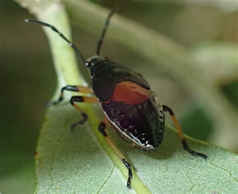 Hemiptera Nymph Largus Bugguide Net