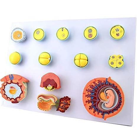 Buy Psvodteaching Model Anatomy Model Pregnancy Human Pregnancy