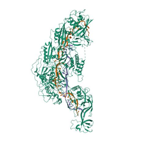 RCSB PDB 7YNC Cryo EM Structure Of Cas7 11 CrRNA Bound To Target RNA 3