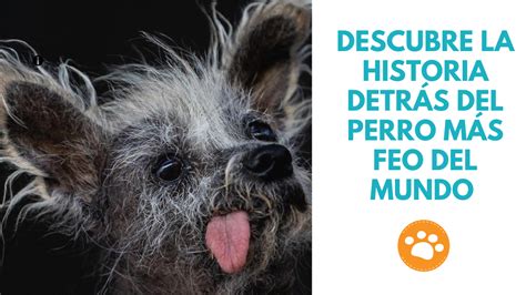Descubre La Historia Detrás Del Perro Más Feo Del Mundo Scooter