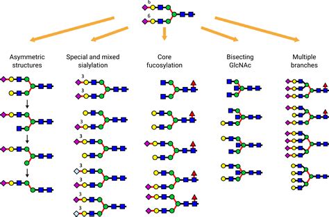 Custom Glycan Synthesis Glytech Inc
