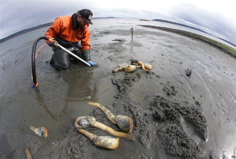 The Phallic Clam America Sells To China Bbc News