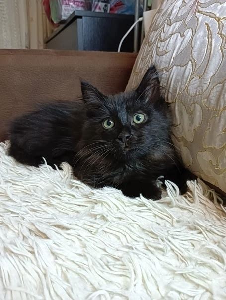 СПб и Ло Ищем дом и ответственных хозяев Котята мальчики два братика очень пушистые и