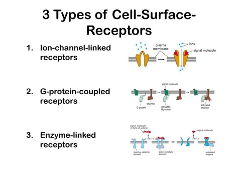 Receptor Proteins Examples Biology At Roy Chowdhury Blog