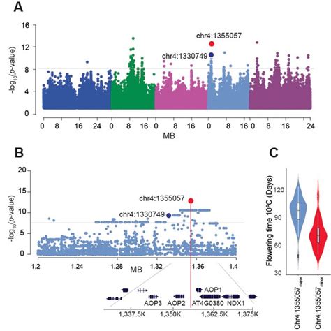 Gwas For Flowering Time Revealed A Peak Centered On The Chromosome 4