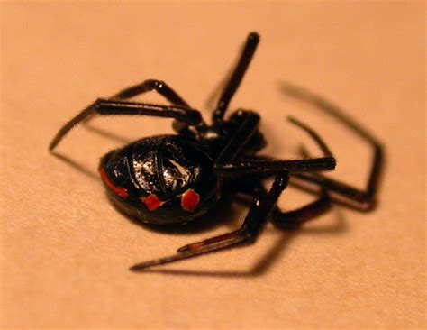 Northern Black Widow Spider Southern Black Widow Spider Field Guide