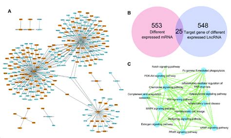 Target Prediction Of Lncrnas A De Lncrnas And Their Target Genes