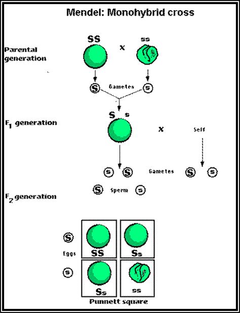 Inheritance Rh Factor Inheritance