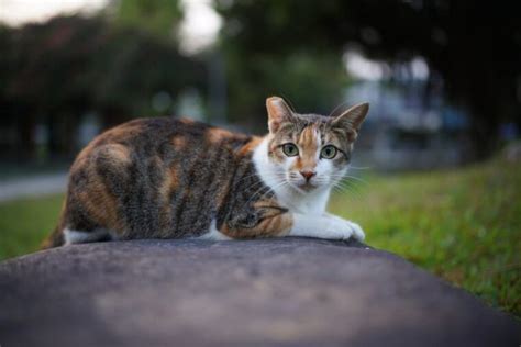 What Is Ear Tipping For Cats Vet Reviewed Facts And Benefits Hepper