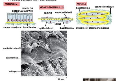 Lecture 4 Cell Adhesion And Junctional Complexes Flashcards Quizlet