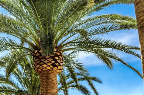 Palm Guide Tips Hanson Palms
