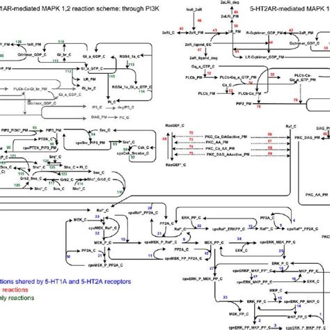 Kinetic Scheme For The 5 Ht1ar And 5 Ht2ar Mediated Map Kinase Download Scientific Diagram