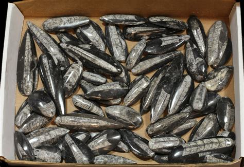 Polished Orthoceras Fossils Wholesale Lot 50 Pieces 59972 For Sale
