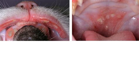 Feline Atopic Syndrome The Skin Vet