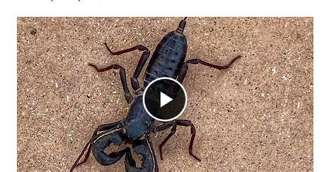 The Latest Parshendi Form Comes With A Ranged Attack Rcremposting