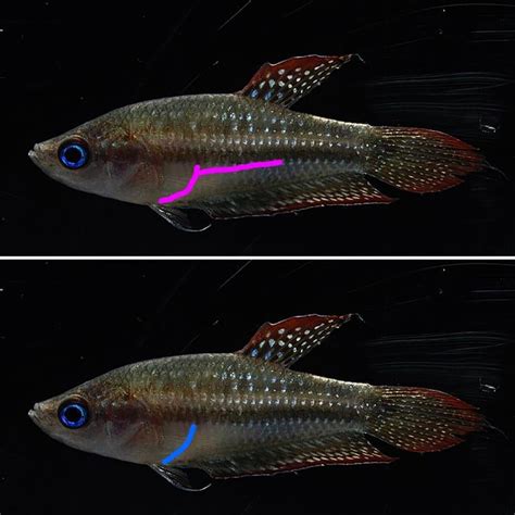 Sparkling Gourami Betta