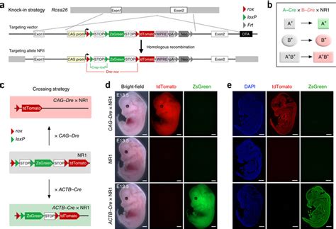 Generation And Characterization Of A Secondary Dual Reporter System Download Scientific Diagram