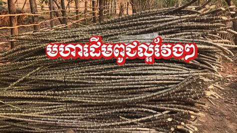 ពូជដំឡូងមីស្អាត មានសុខភាពល្អ ដាំដុះ៩៩ Youtube