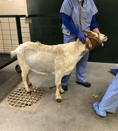 Auburn Reinvent Project