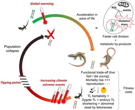 Sand Lizard Life Cycle At Andre Mccann Blog