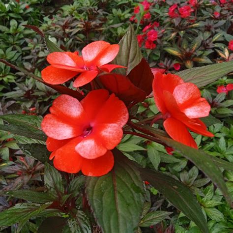 ලස්සන Flowers 💛 ඉම්පේෂන් 💚 ️ මල් සහිත පැල 🌺 ️ වර්ණ