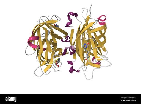 Structure Of Biotin Streptavidin Complex 3d Cartoon Modell Pdb 1stp Secondary Structure Color