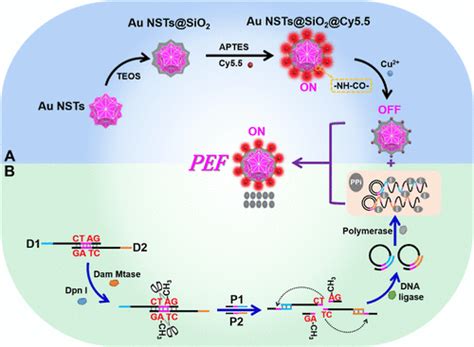 Plasmonic Gold Nanostar Based Probes With Distance Dependent Plasmon Enhanced Fluorescence For