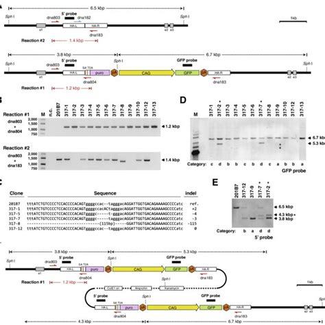 Genotyping Strategies To Identify Correctly Targeted Clones A Download Scientific Diagram